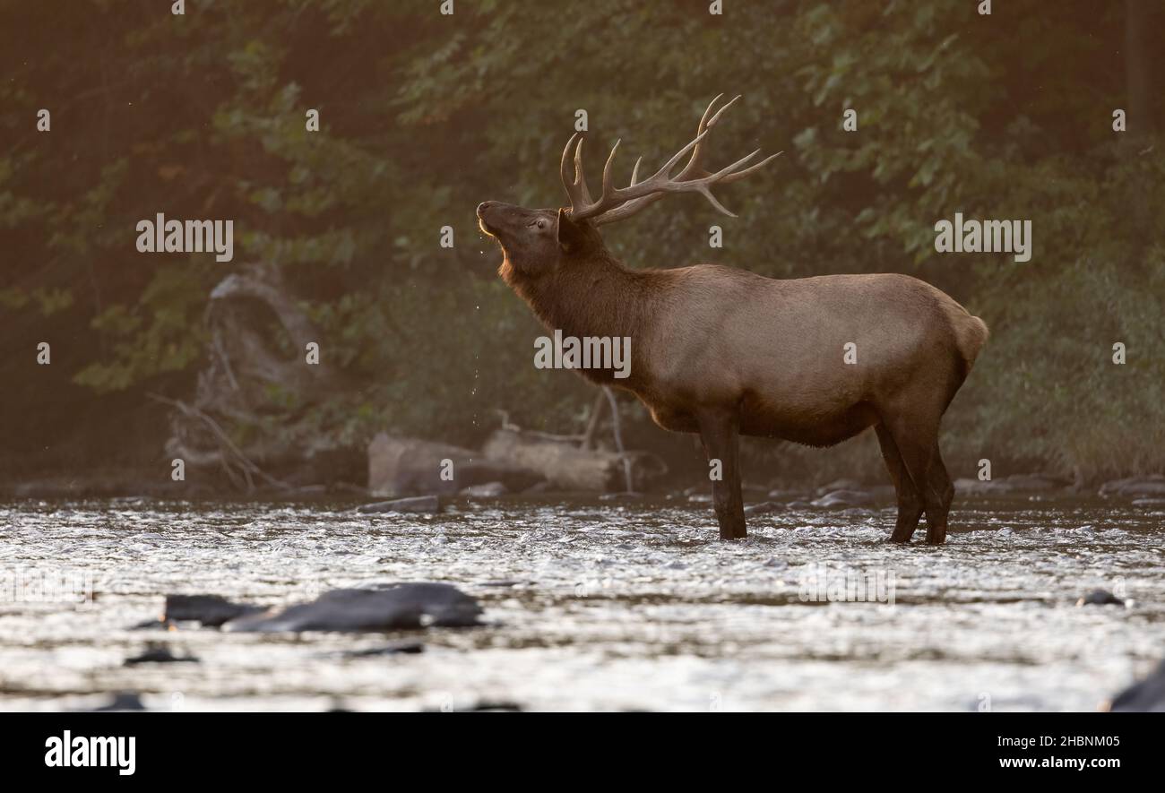 Bull elk during the rut Stock Photo - Alamy
