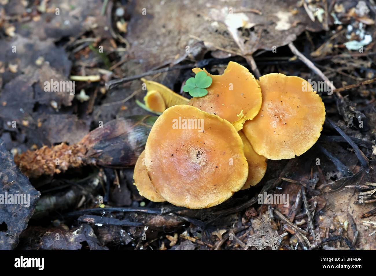 Rugosomyces chrysenteron, known as Yellow Domecap, wild mushroom from ...
