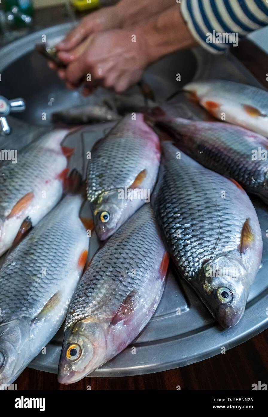 Roach pond hi-res stock photography and images - Alamy