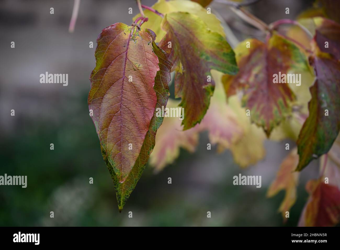 closeup of brightly colored red and green autumn leaves layered on top ...