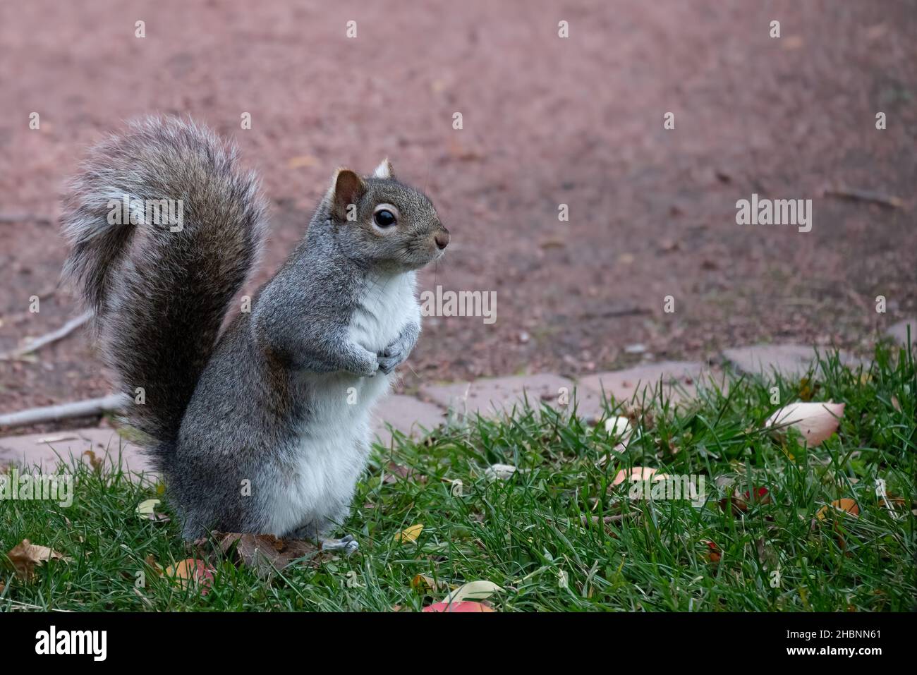 closeup of grey squirrel with eyes wide open and alert, staring ...