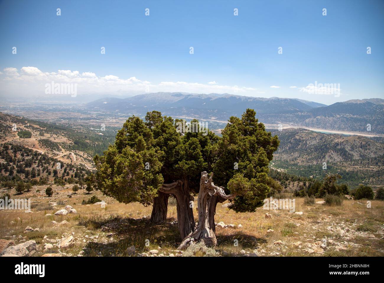 A tree and nature scenery Stock Photo - Alamy
