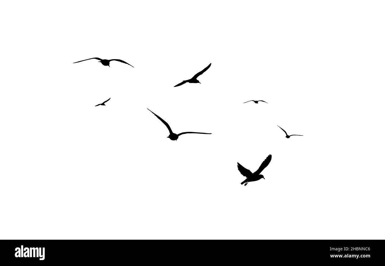 A flock of flying birds. Free birds. Flying seagulls. Vector ...