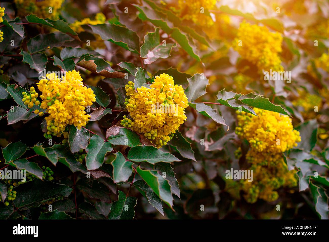 Bright yellow Mahonia aquifolium bush flowers on green leaves ...
