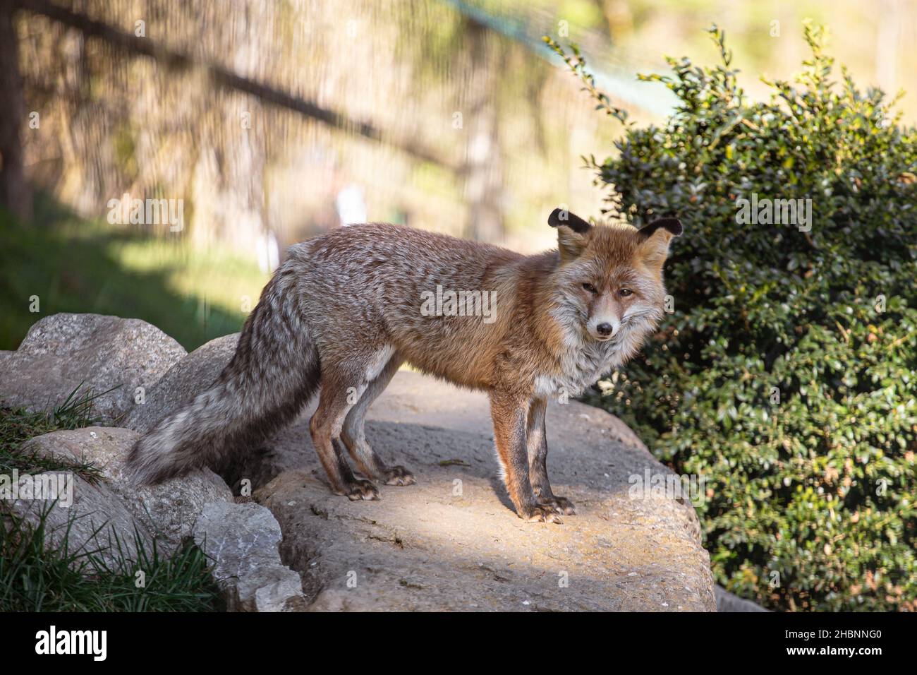 Red wild Iberian fox quiet on a green forest background on a rock Stock ...
