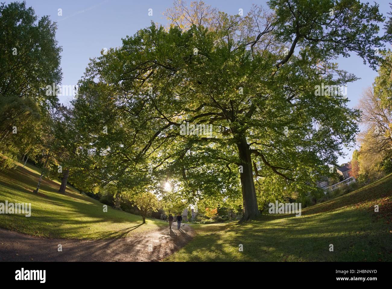Sheffield, United Kingdom, 21st October, 2021: Huge deciduous tree ...