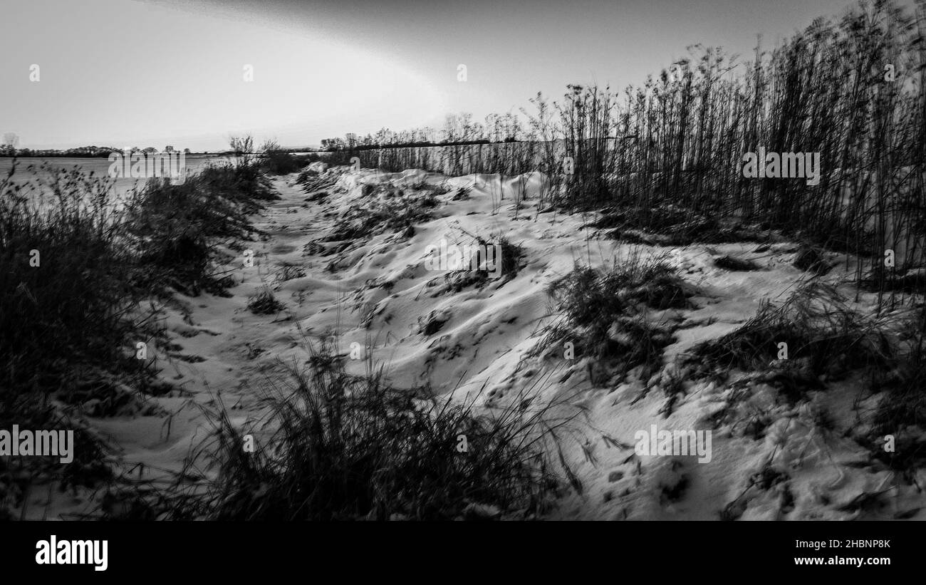 Black and white view from agricultural ditch in winter with tall grass ...