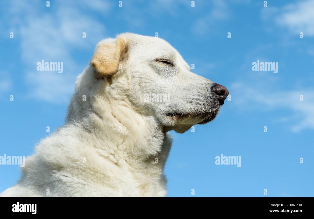Dog closed eyes hi-res stock photography and images - Alamy