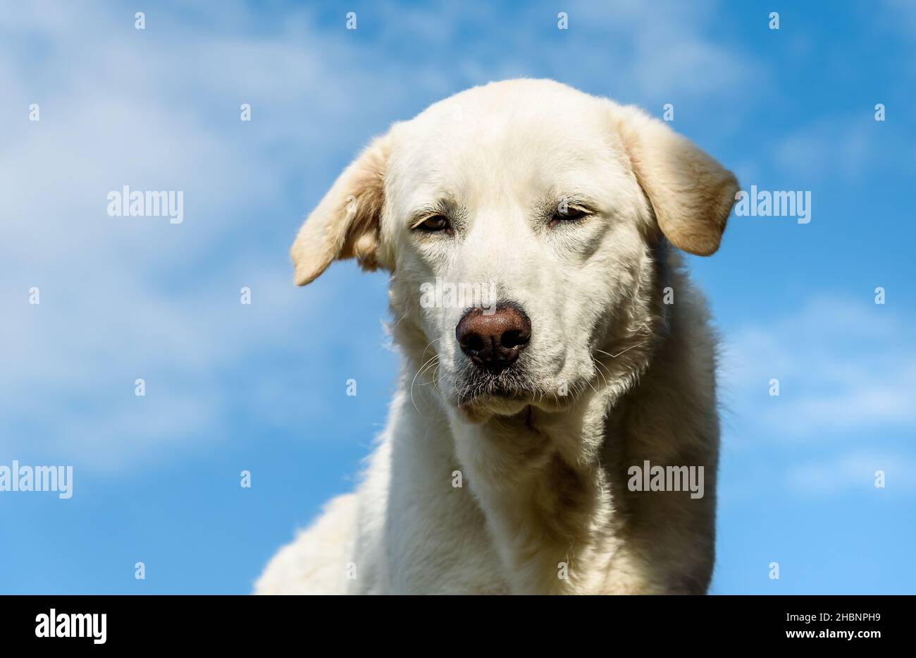Blue sky dog hi-res stock photography and images - Alamy