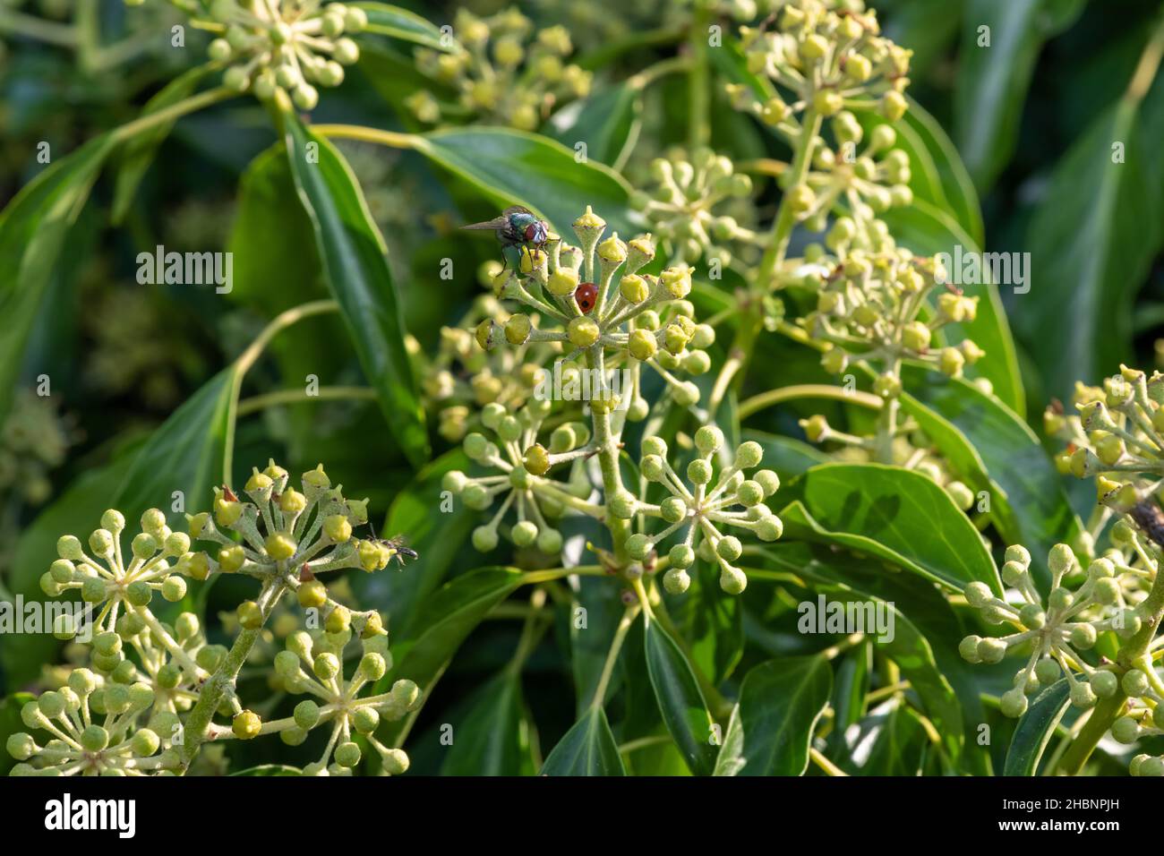 Close up of common ivy (hedera helix) flowers Stock Photo - Alamy