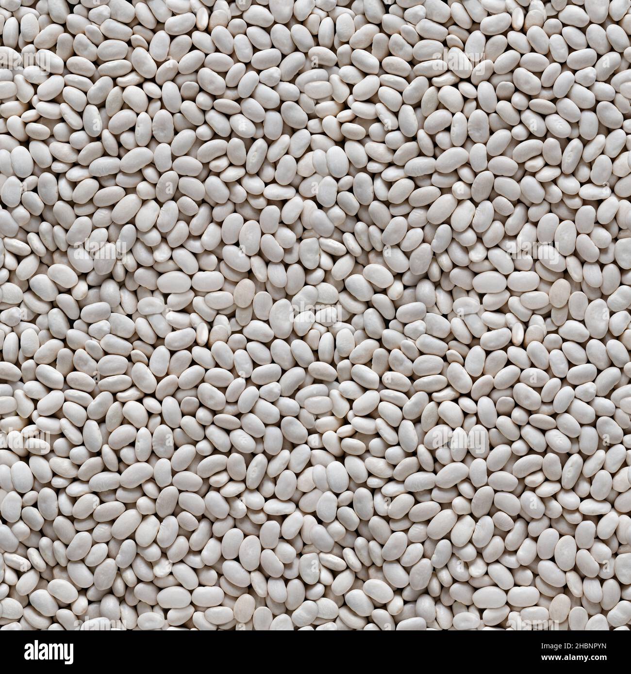 Seamless texture of background of white beans. Top view. Four fragments ...