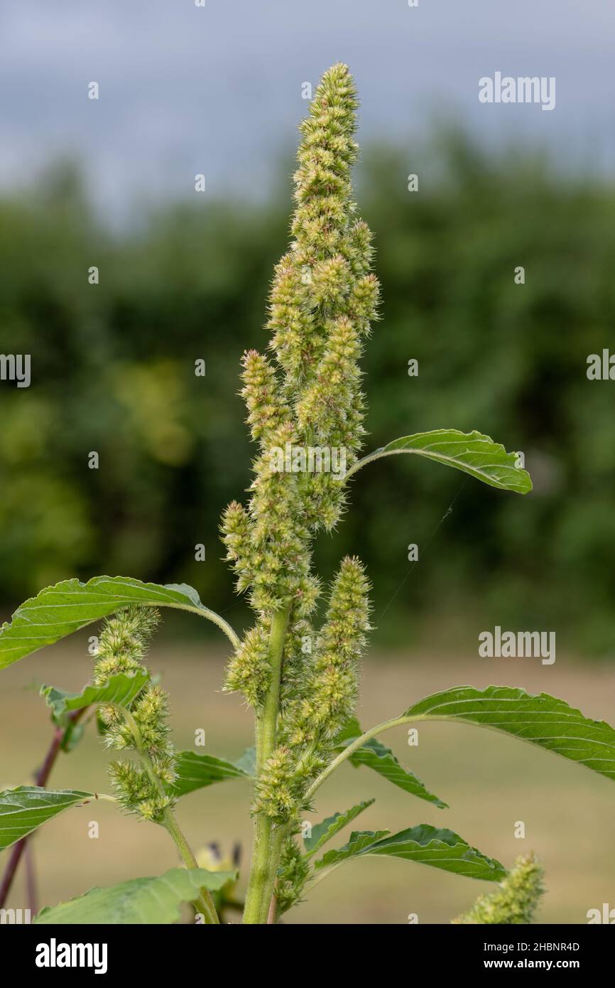 Close up of seeds on a millet plant Stock Photo - Alamy