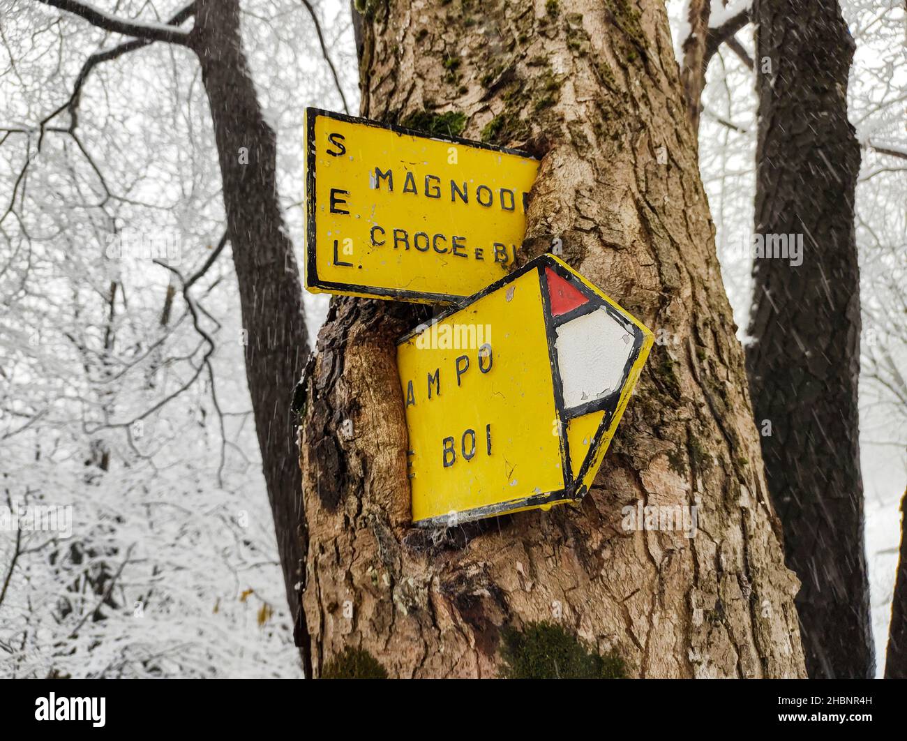Alpine path signs integrated in a tree ( the names on the signs ...