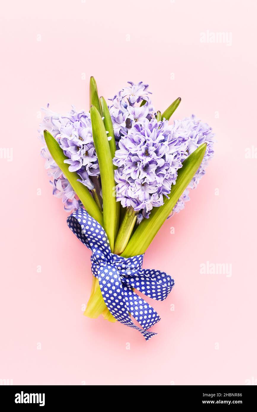 Blue hyacinths flowers bouquet decorated with ribbon on a light pink ...