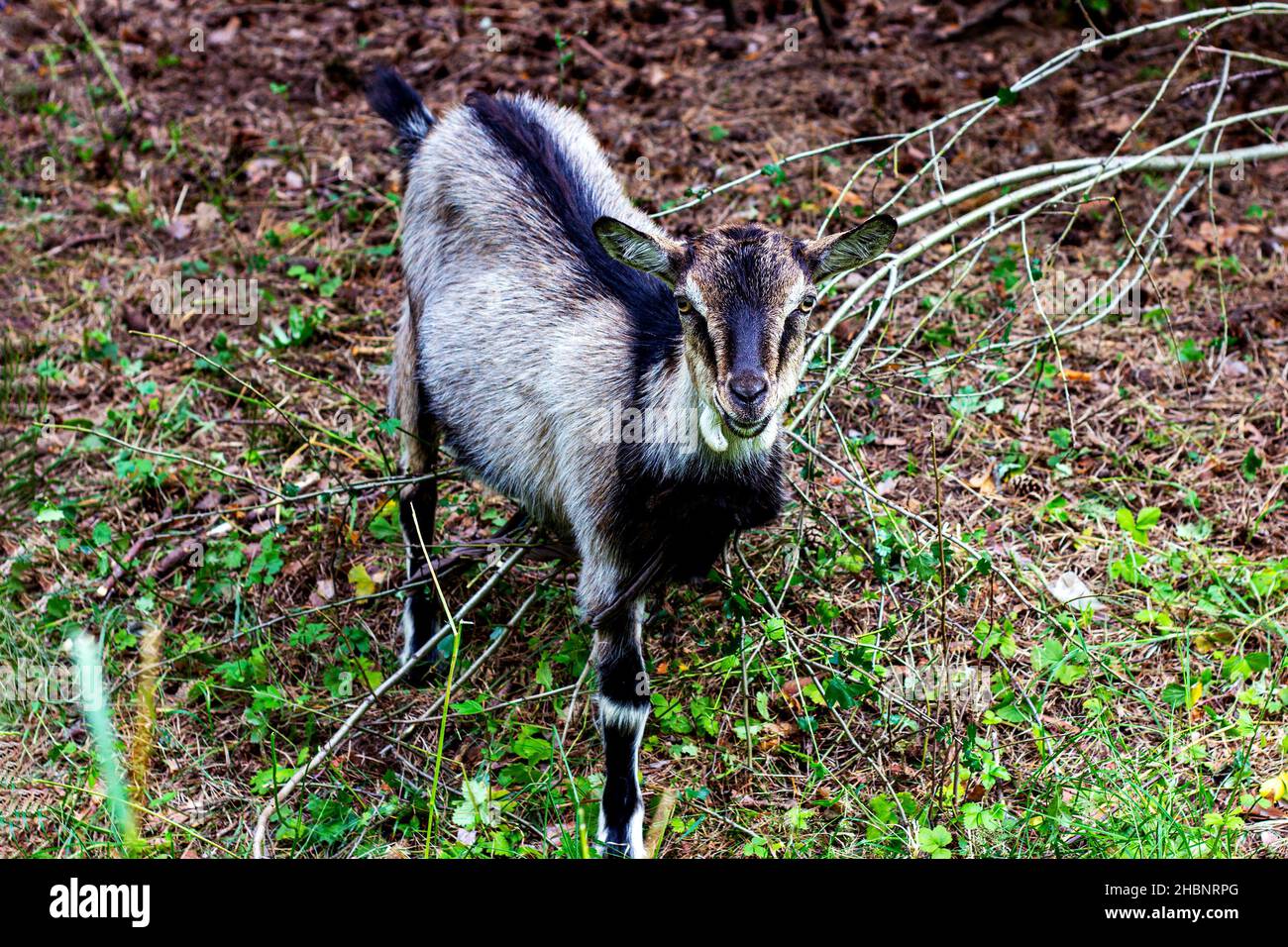 Gray and white goats hi-res stock photography and images - Alamy