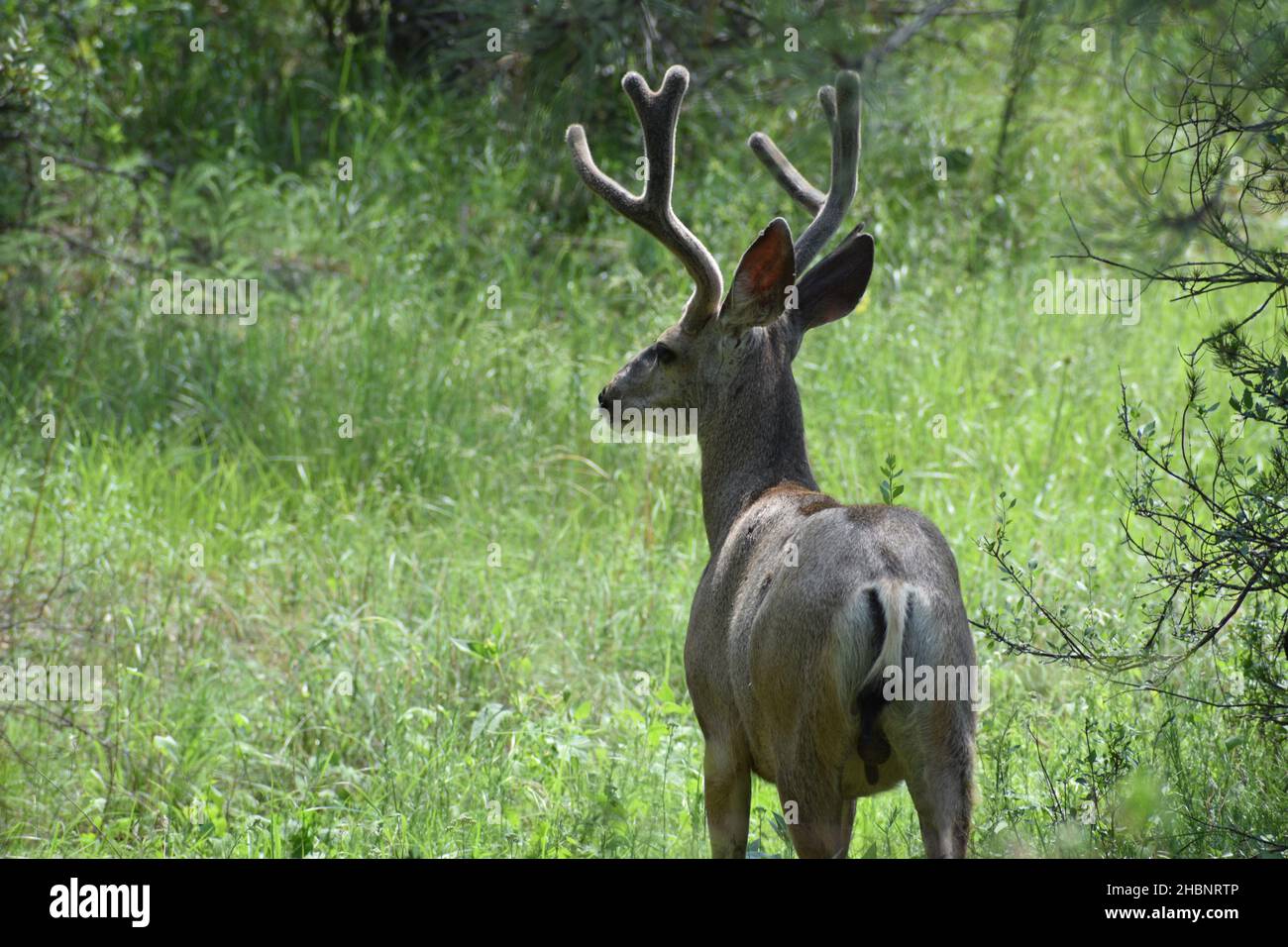 Mule deer rack hi-res stock photography and images - Alamy