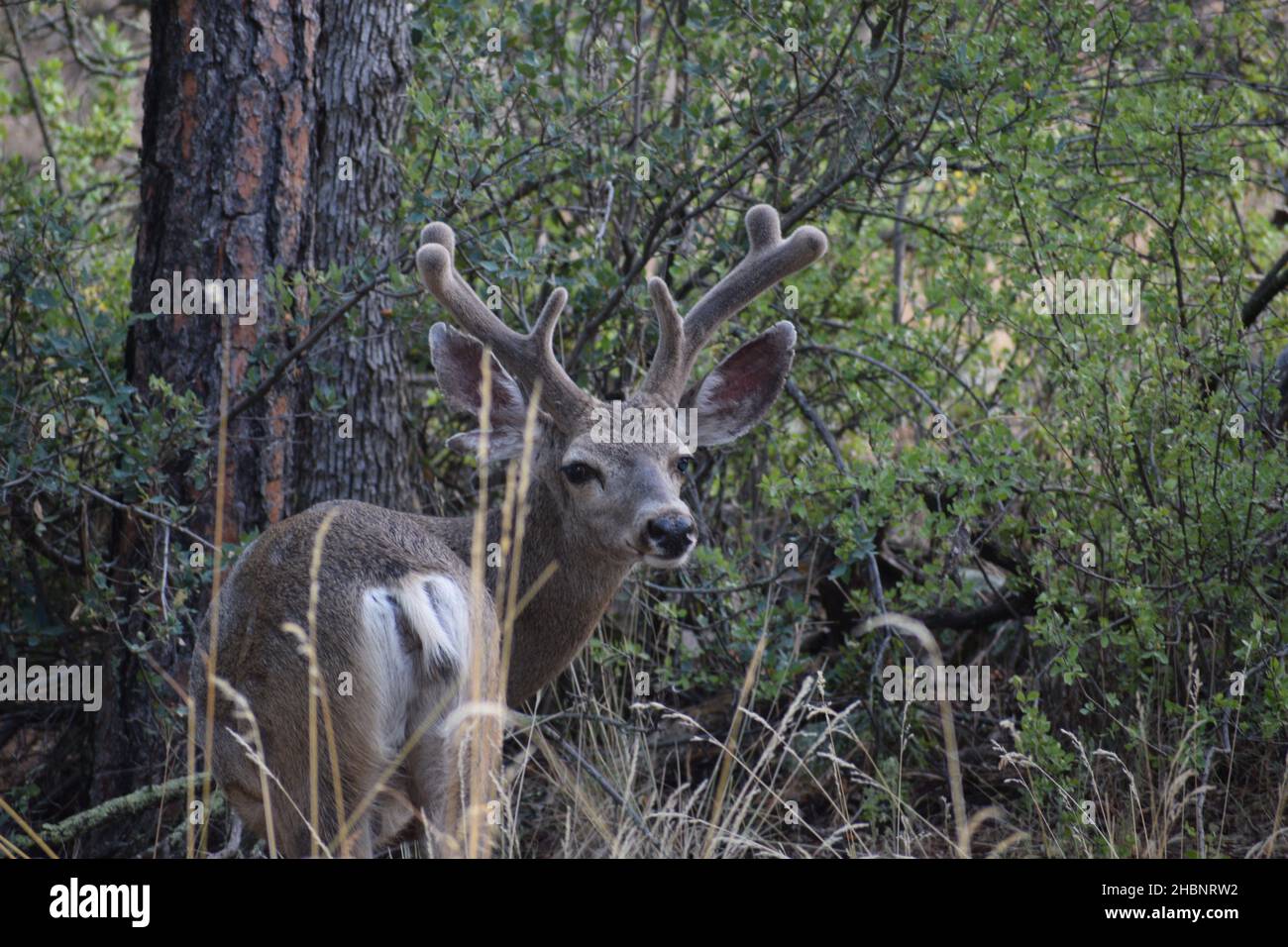 A Mule Deer buck shows its velvet rack in summertime Stock Photo - Alamy