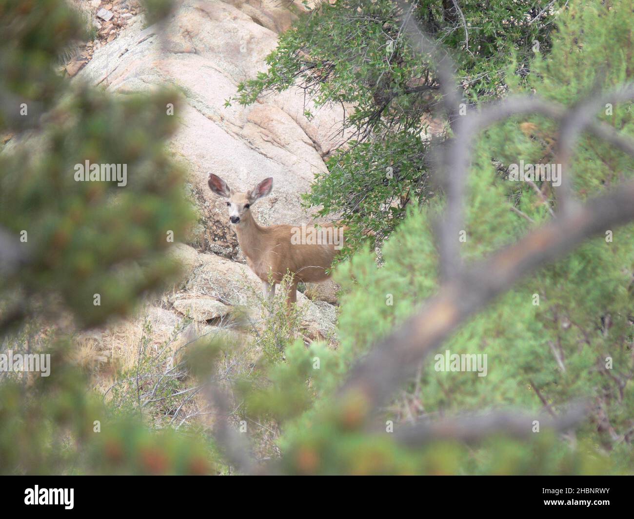Mule deer young buck male hi-res stock photography and images - Alamy