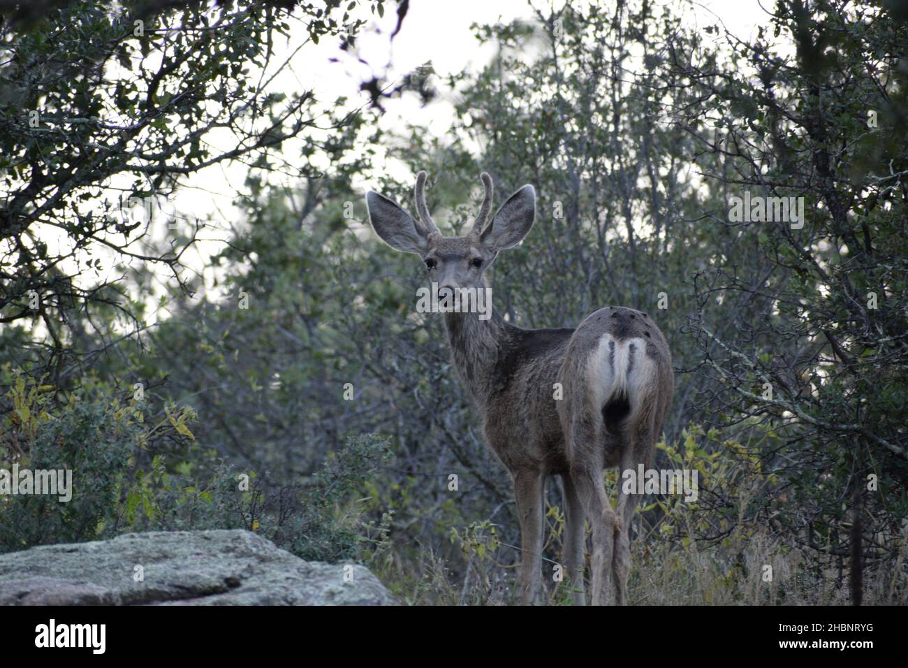 A small buck with scraggly fur looks back Stock Photo - Alamy