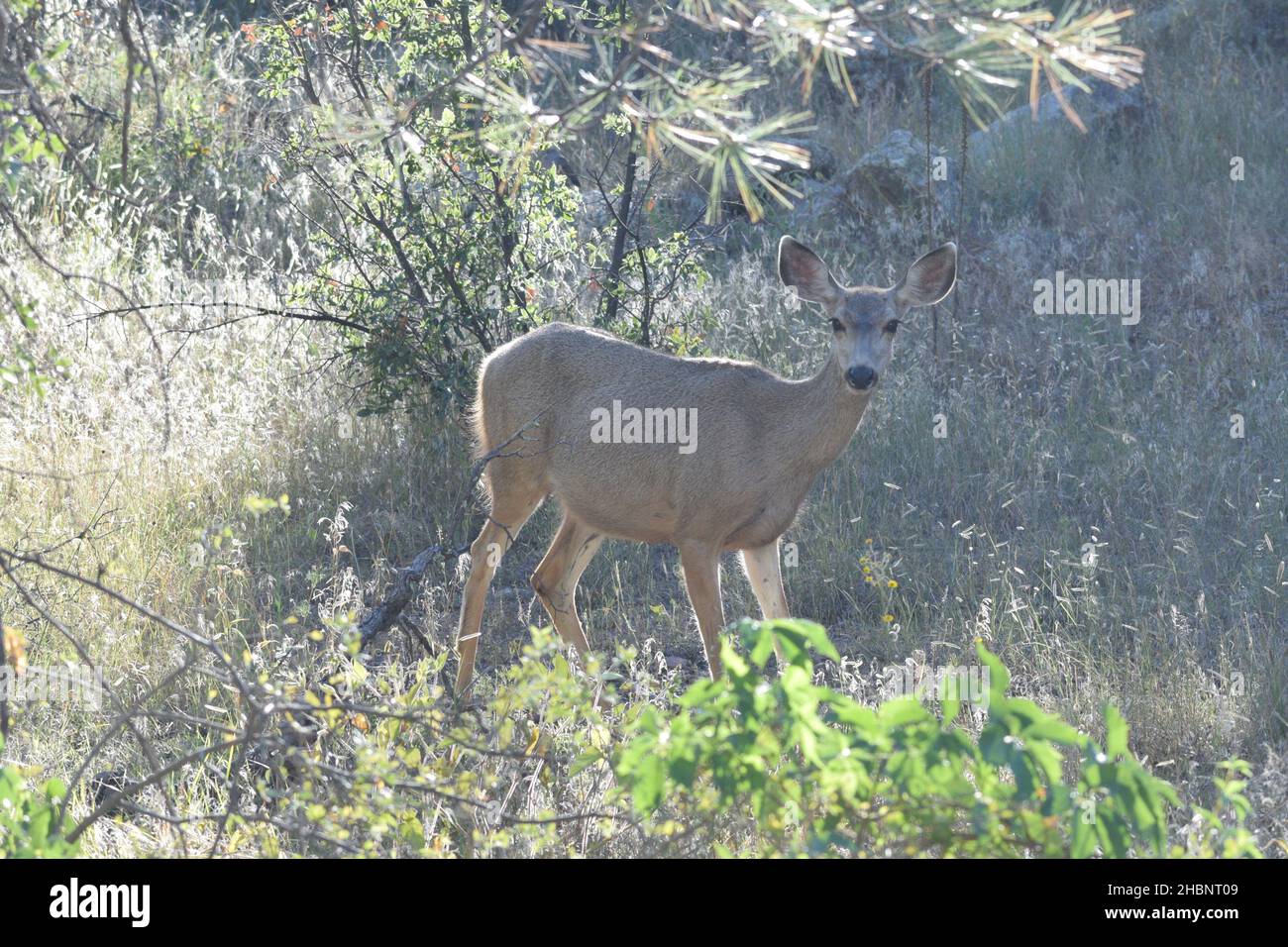 An antlerless mule deer is startled in the mountain forest Stock Photo ...