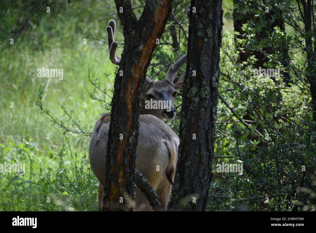 A buck attempts to hide between two trees in the Arizona forest Stock ...