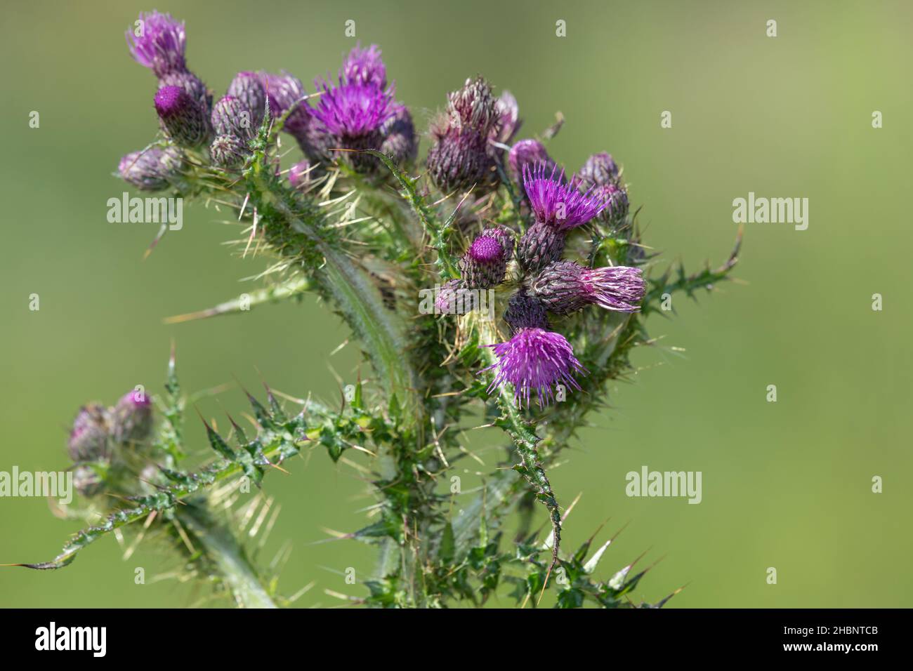 Close up of the flower head on a common thistle (cirsium vulgare) plant ...