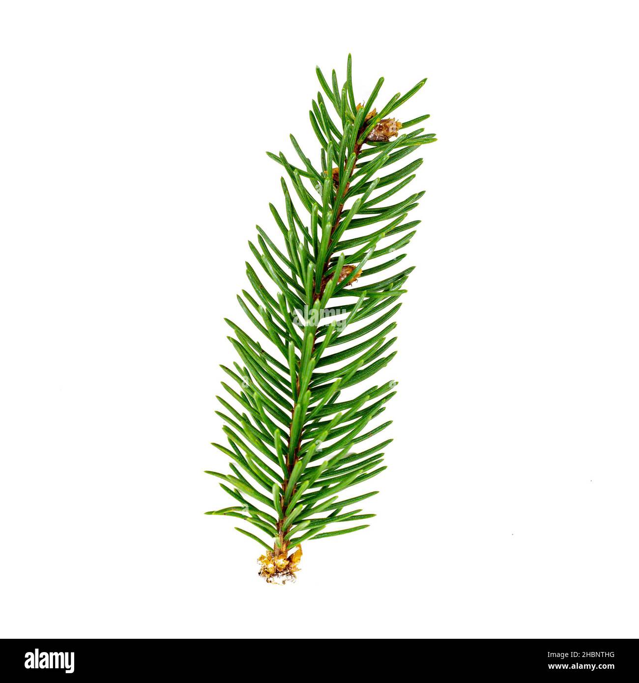 Top view of green fir tree spruce branch with needles isolated on white background Stock Photo ...