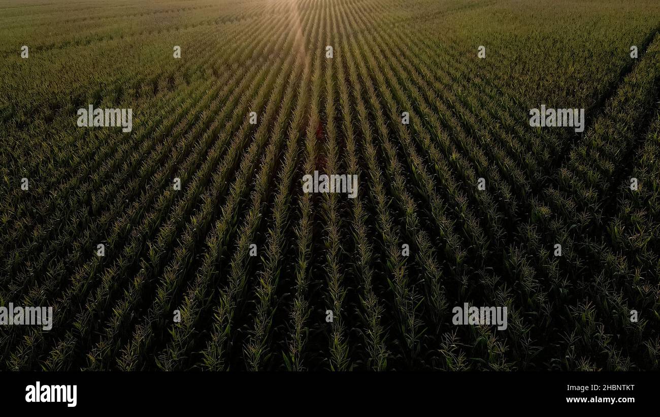 Green field sweet corn on sunset. Satisfied with the harvest of sweet ...