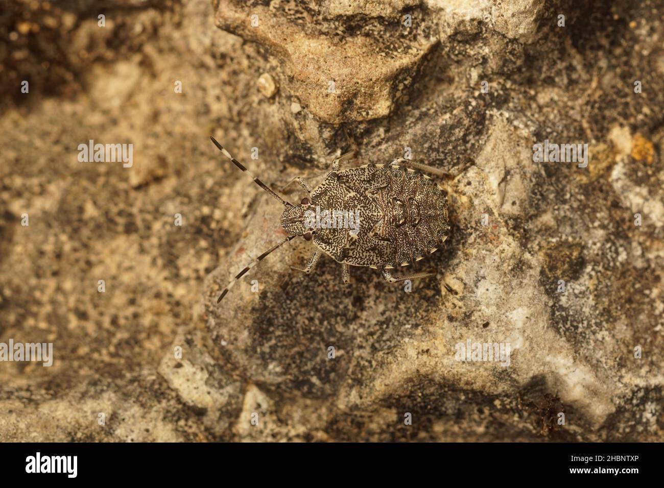 Juvenile stink bug hi-res stock photography and images - Alamy