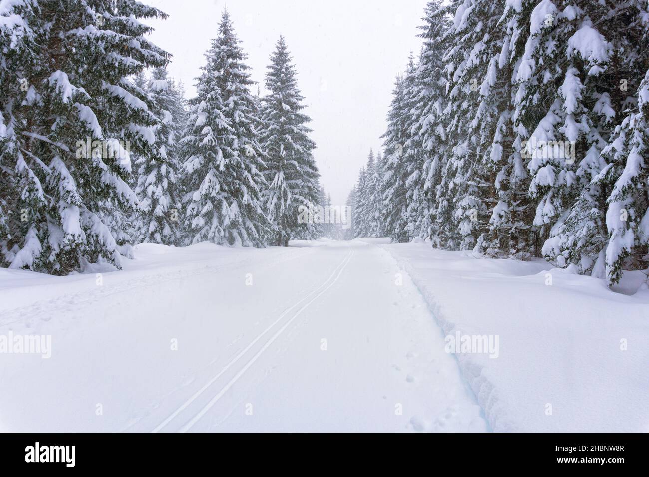 Snow falling forest landscape hi-res stock photography and images - Alamy