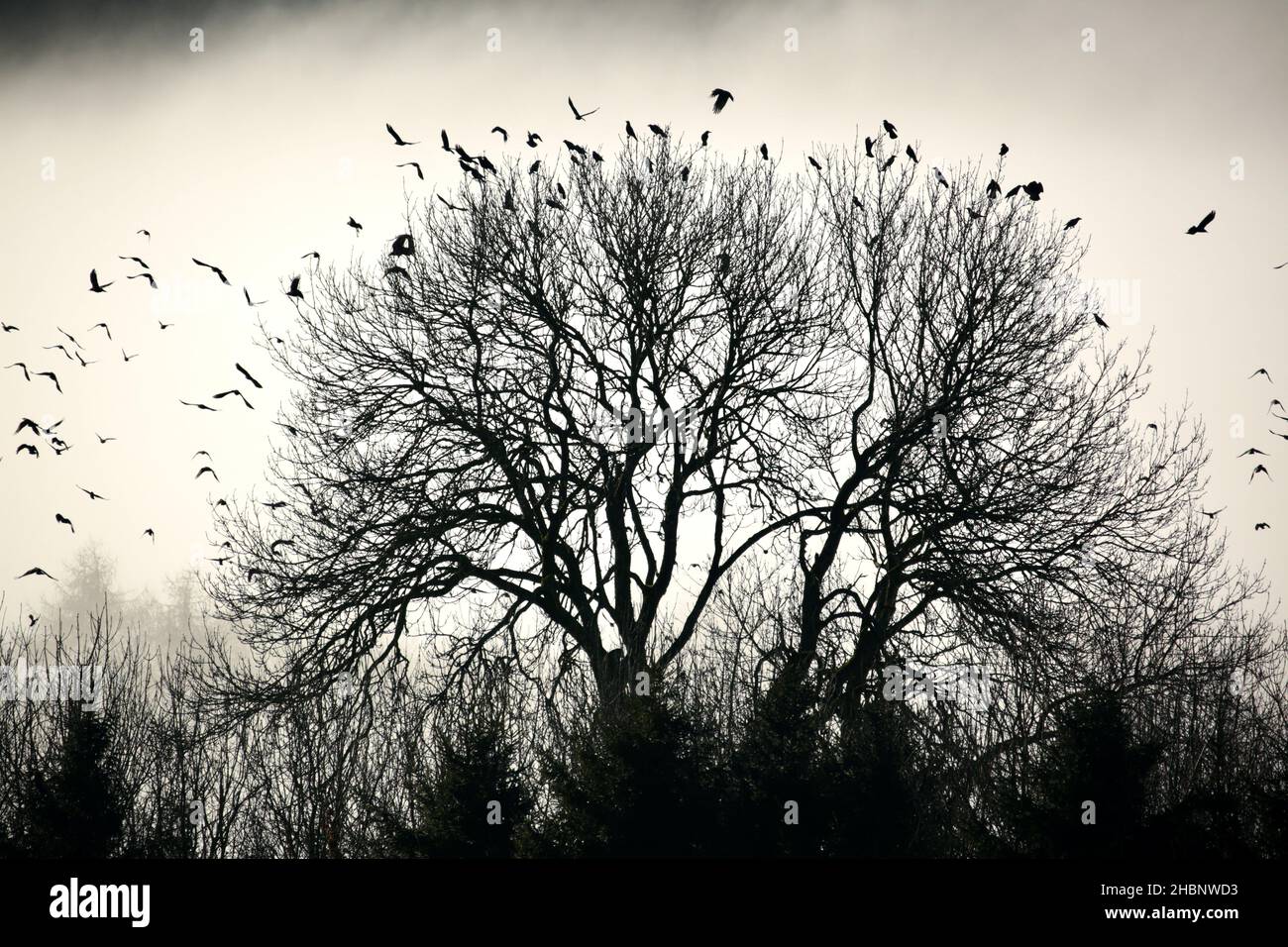 Tree with Crows Stock Photo - Alamy