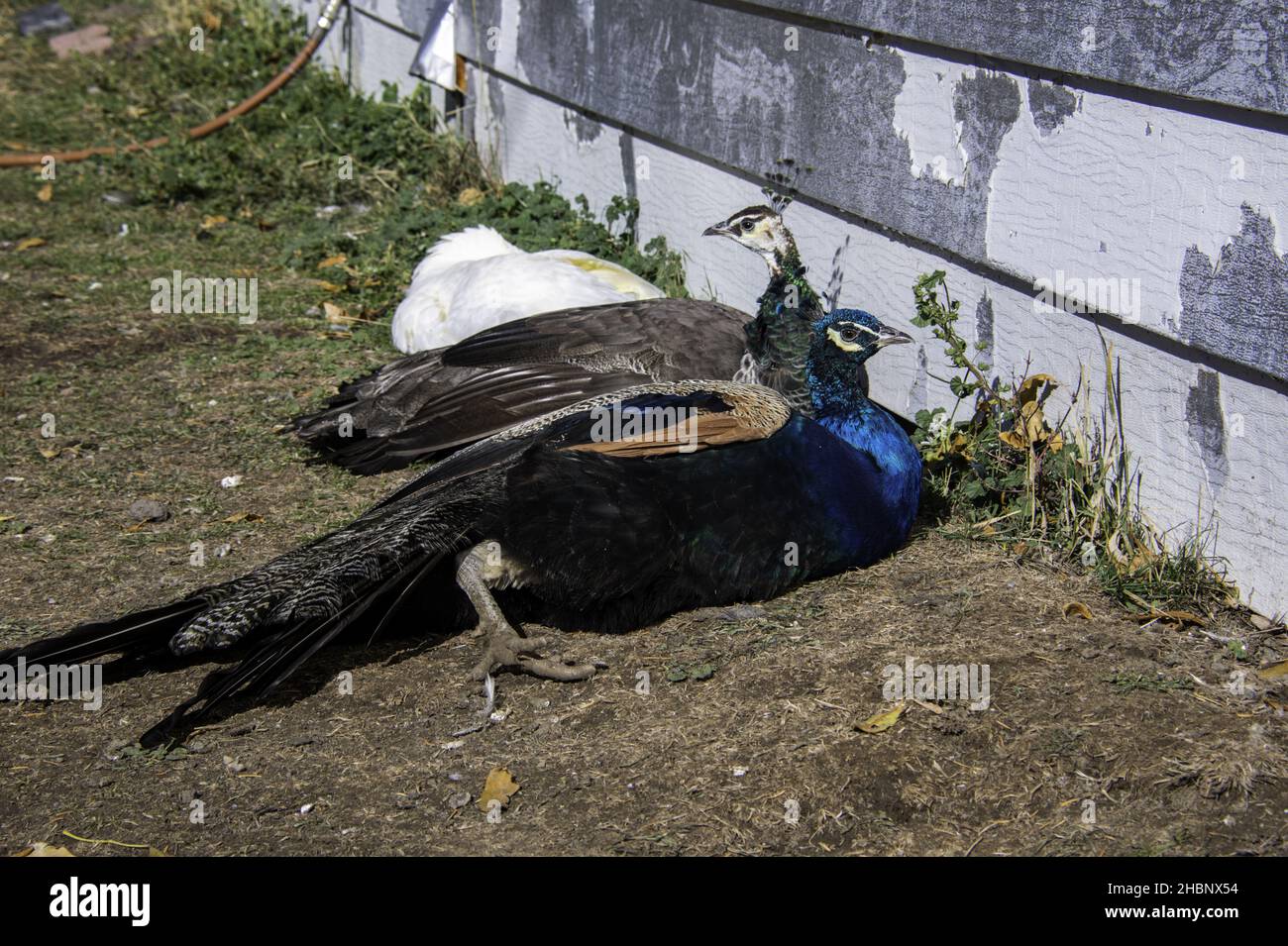 Two lying peacocks hi-res stock photography and images - Alamy