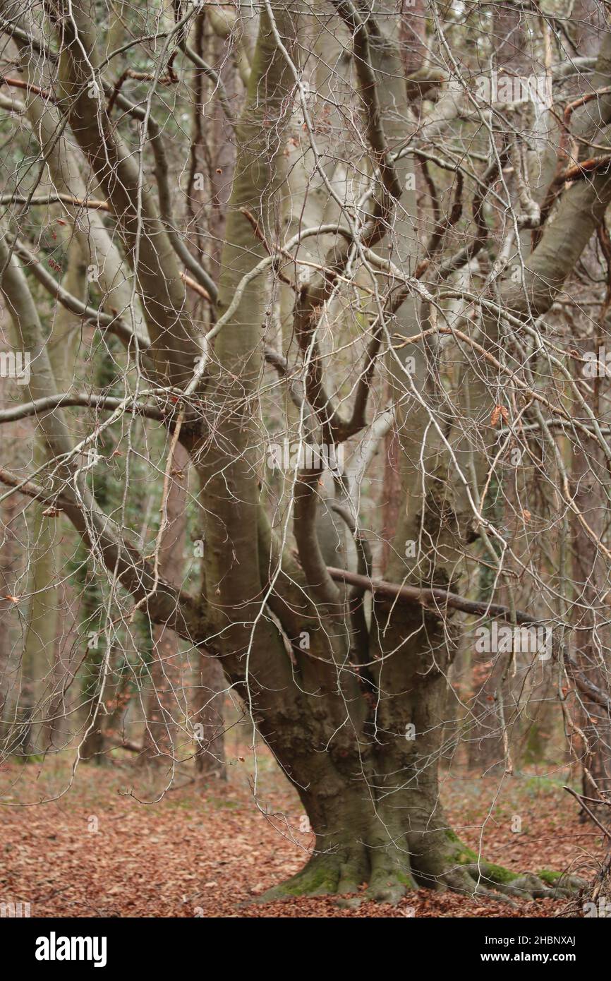 Woodland architecture hi-res stock photography and images - Alamy