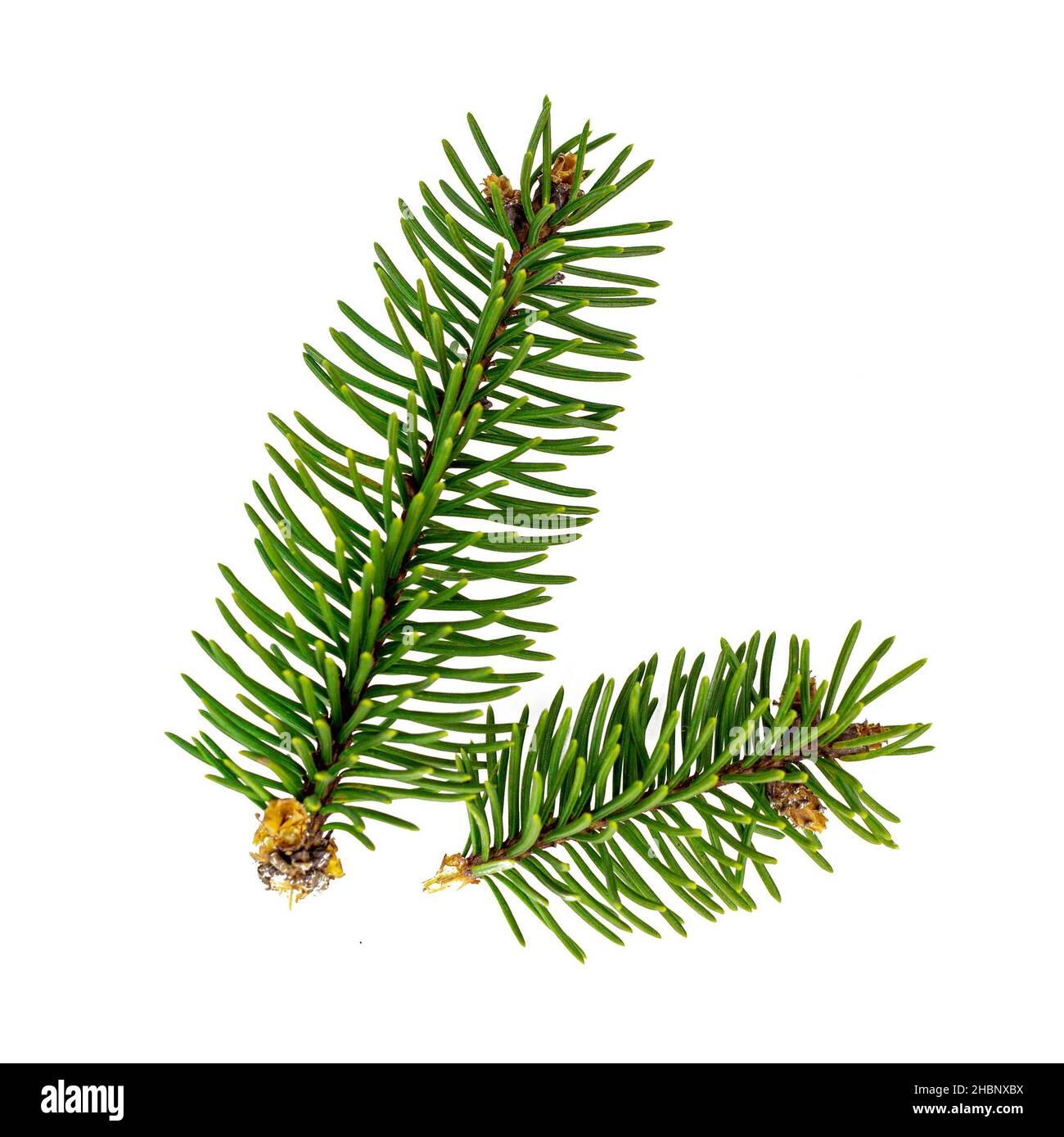 Top view of green fir tree spruce branch with needles isolated on white background Stock Photo ...