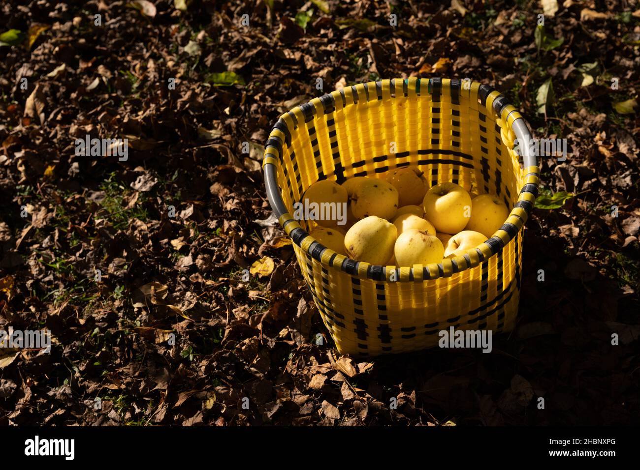 A closeup shot of a basket full of golden apples Stock Photo - Alamy