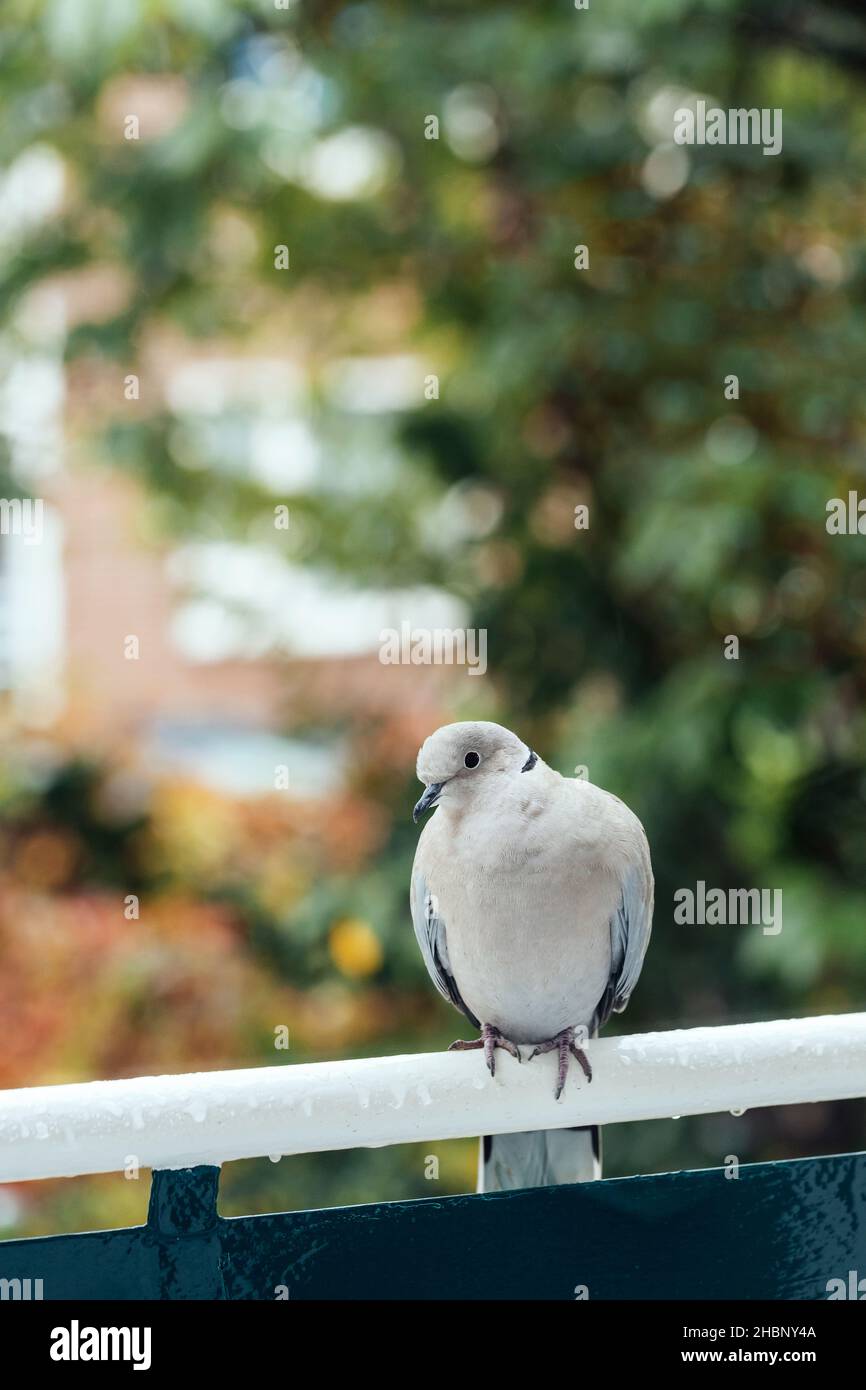 Beige Eurasian collared dove sitting on railings Stock Photo - Alamy