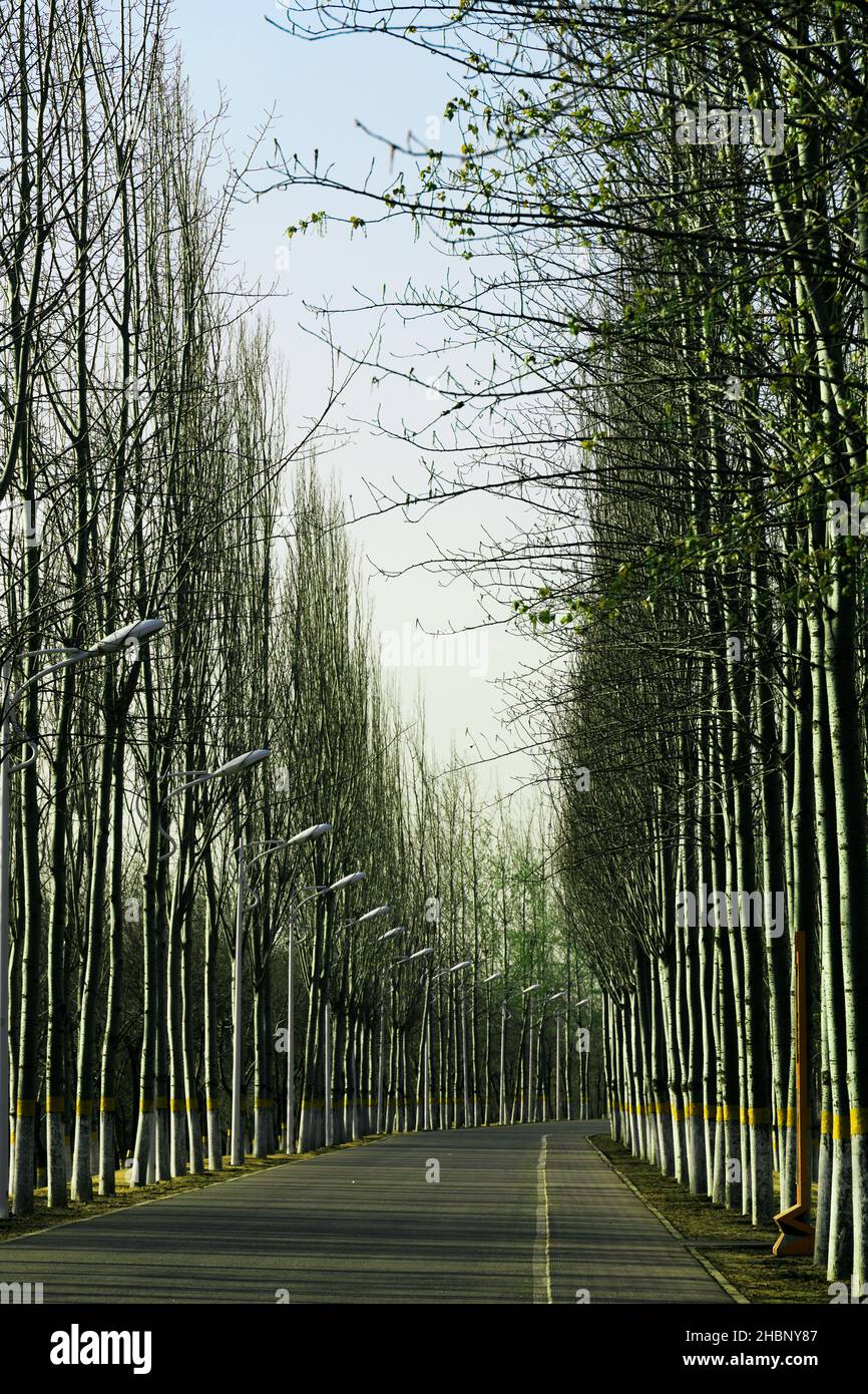 China Beijing Summer Palace misty lake and tree view Stock Photo - Alamy