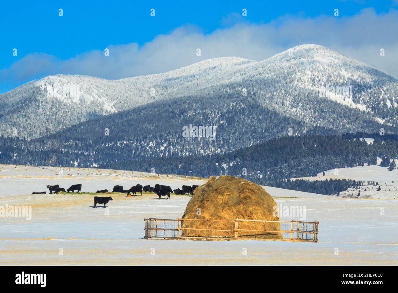 cattle feeding at haystack below black mountain in winter near avon ...