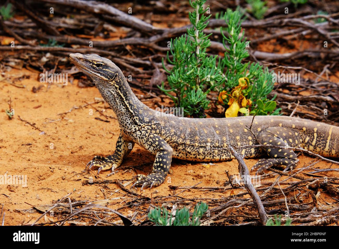 A Sand Goanna at Banrock Station in the Riverland region of South ...