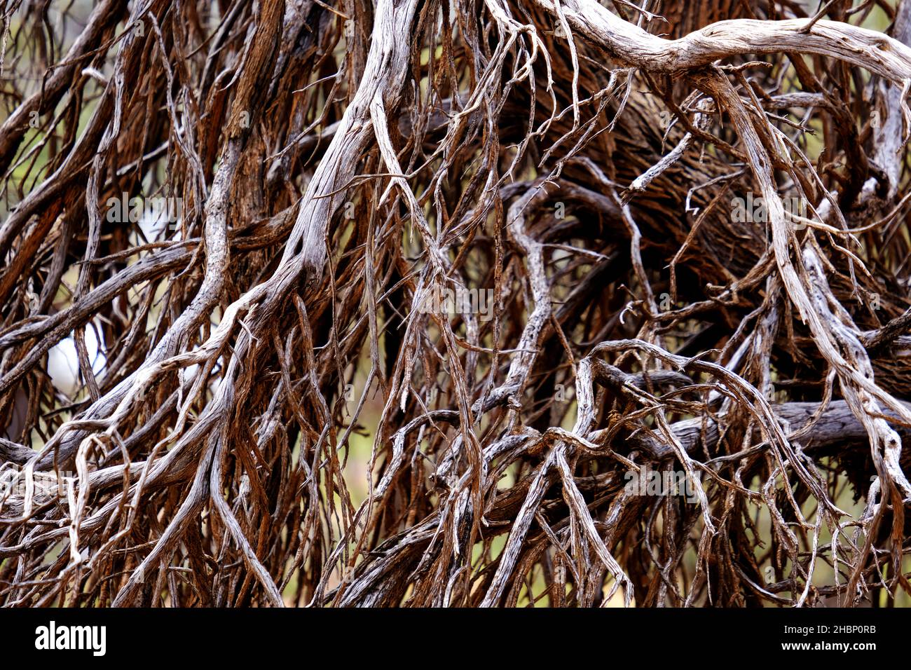 Dead tree australia hi-res stock photography and images - Alamy