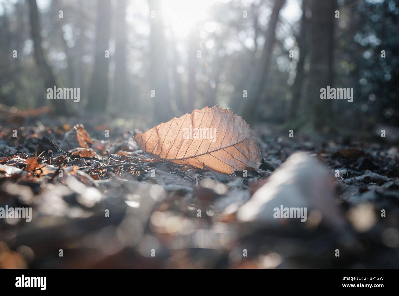 Leaf laying on the ground in a forest glowing in the sunlight Stock ...
