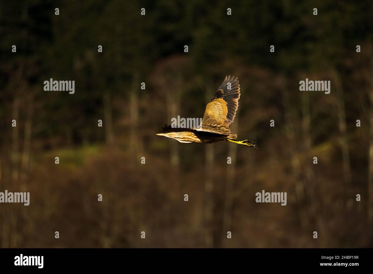 Side view of an American Bittern flying in front of a forest Stock ...