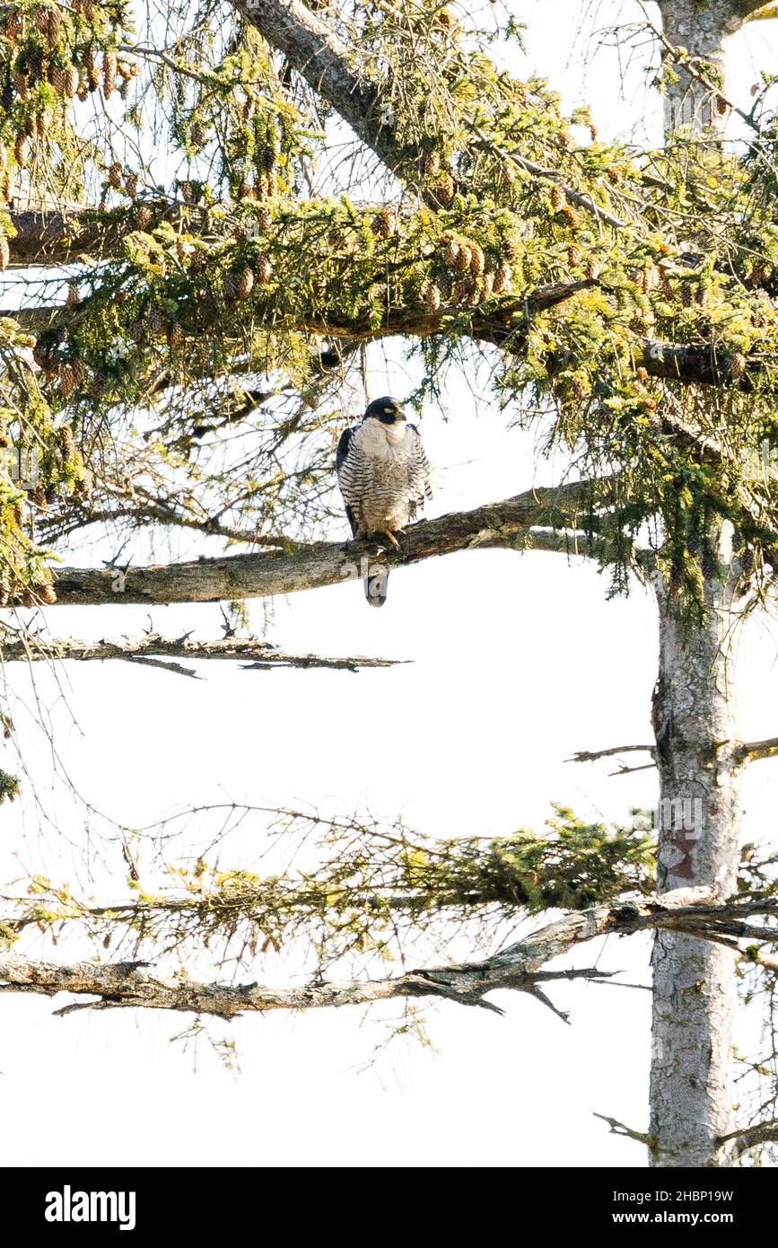 Straight on view of a Peregrine Falcon resting in a tree Stock Photo ...