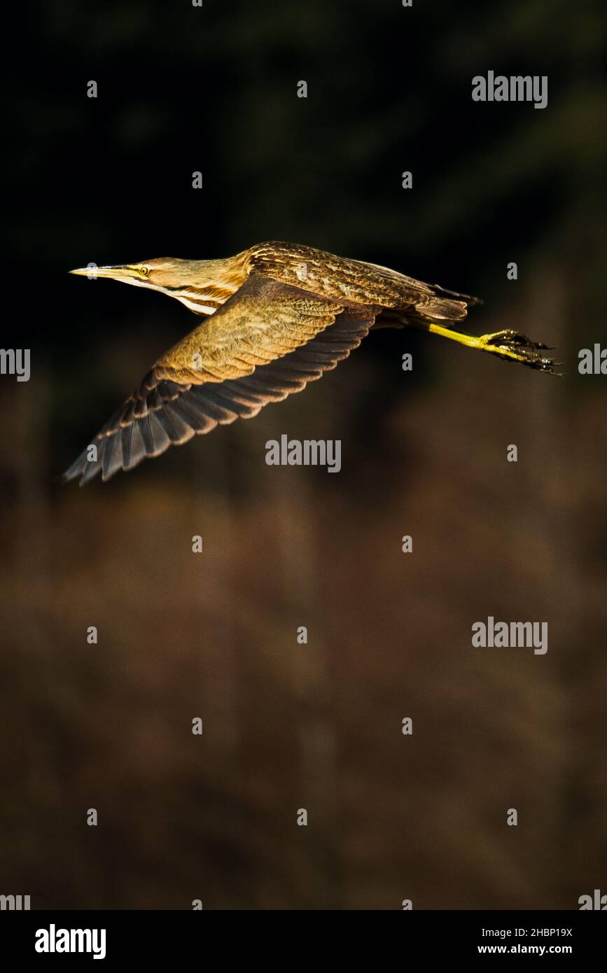 Bittern flying hi-res stock photography and images - Alamy