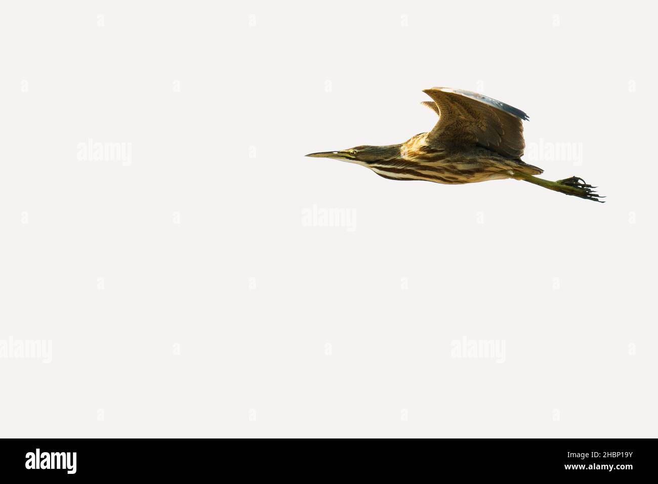 Side view of an American Bittern flying across a white sky Stock Photo ...