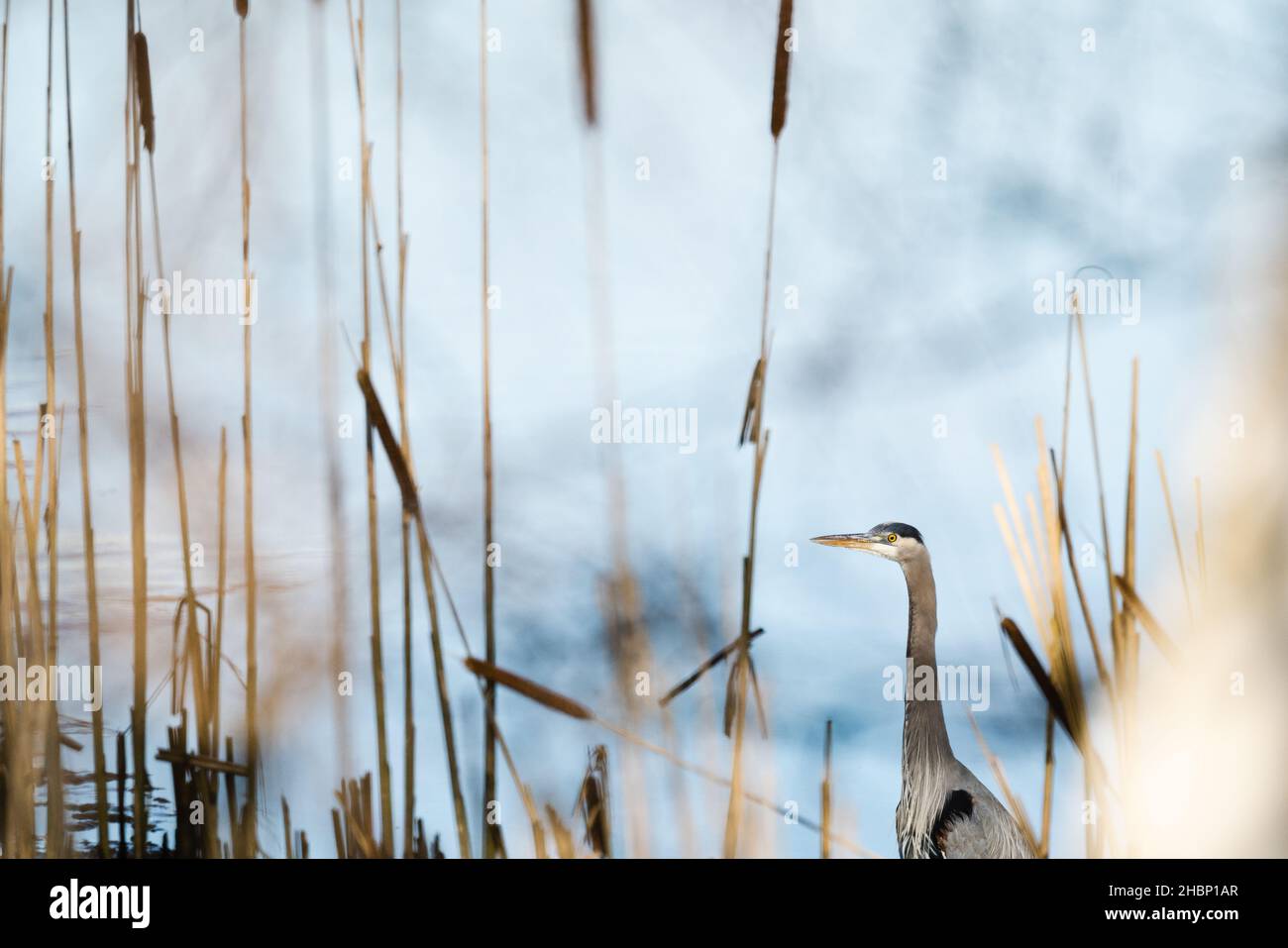 Side view of a Great Blue Heron hiding in the reeds Stock Photo - Alamy