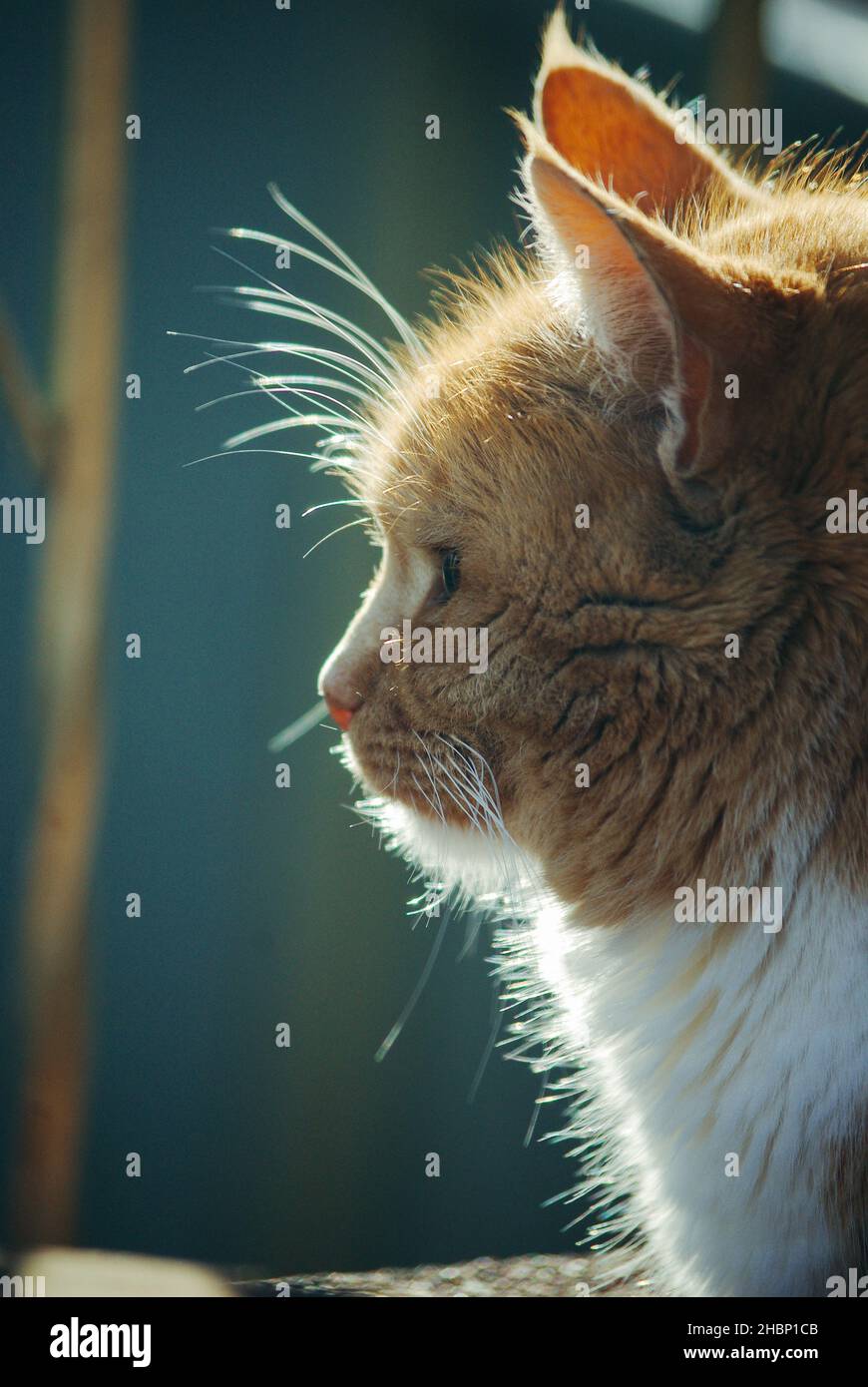The rays of the sun fall on the cat. Cat basking in the sun Stock Photo ...