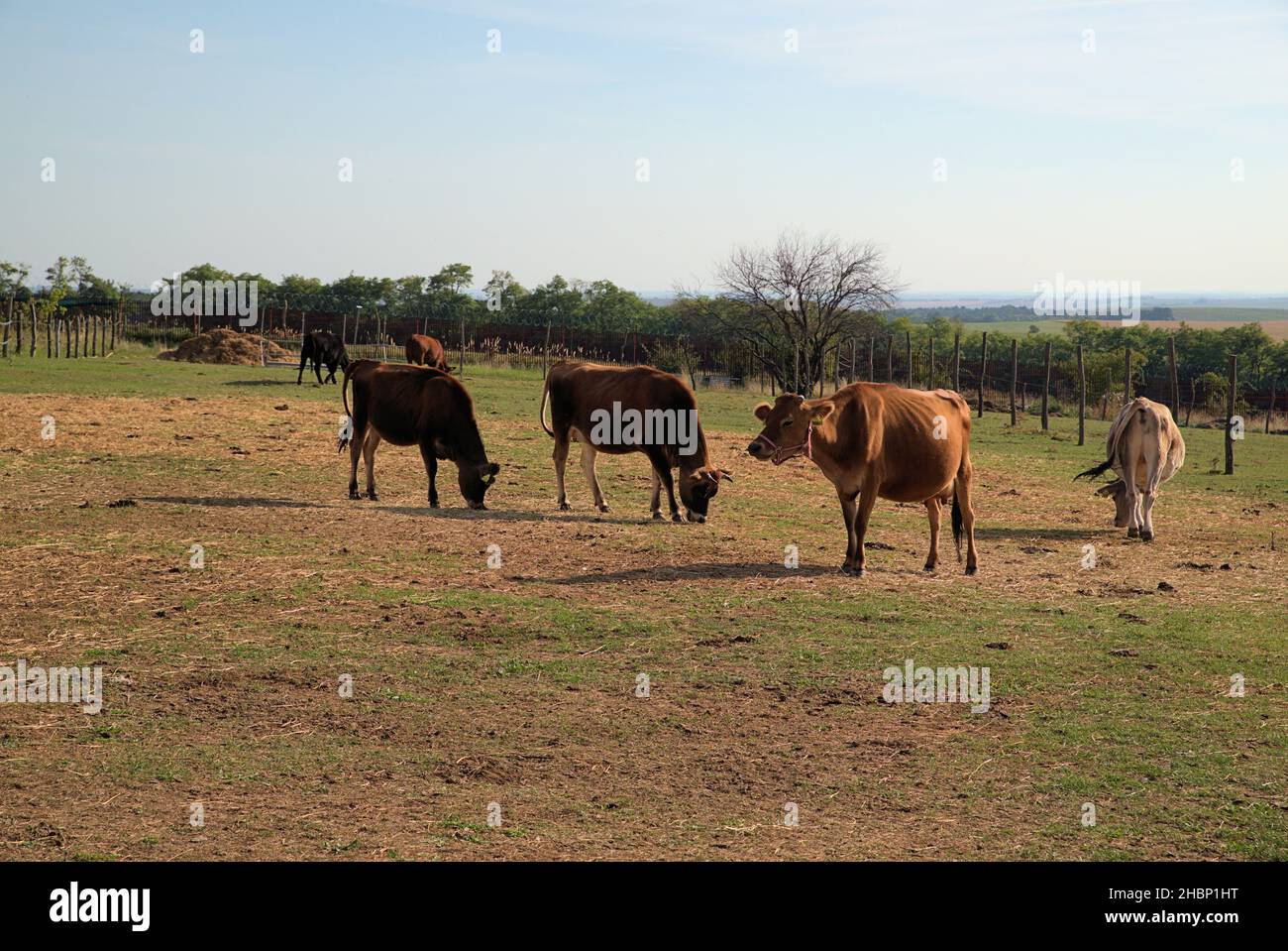 Bull cows farm animal grazing summer hi-res stock photography and ...