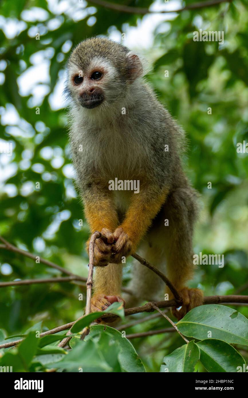 Squirrel monkey (Saimiri sciureus) in the Tapajos River, Amazon ...