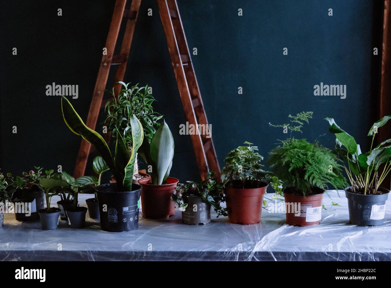 Many different houseplants in hi-res stock photography and images - Alamy